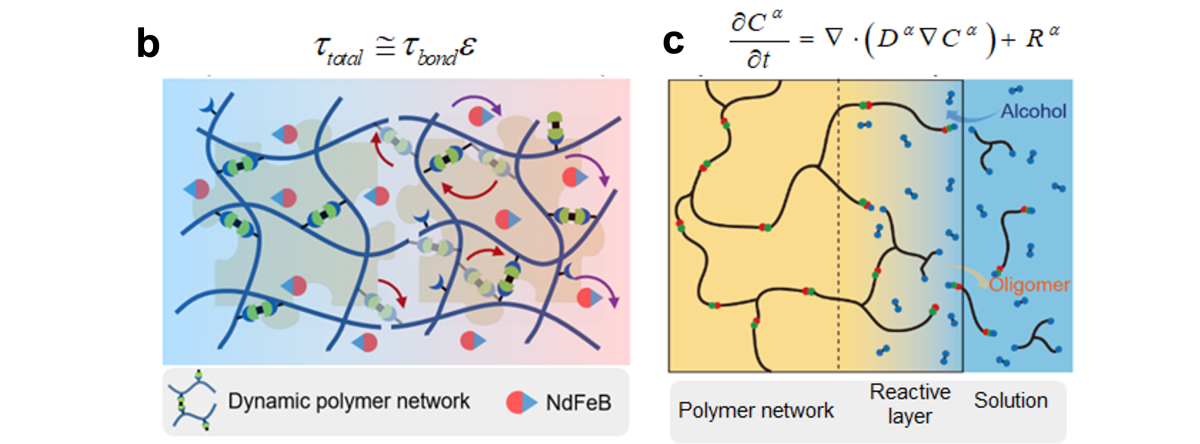 Adaptive (Bio)polymers Composites – Kuang Lab – UW–Madison